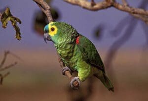 Blue-fronted Amazon | World Parrot Trust