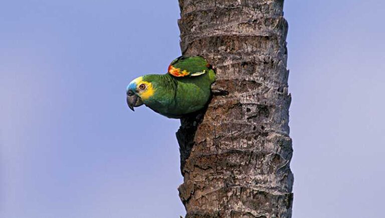Blue-fronted Amazon | World Parrot Trust