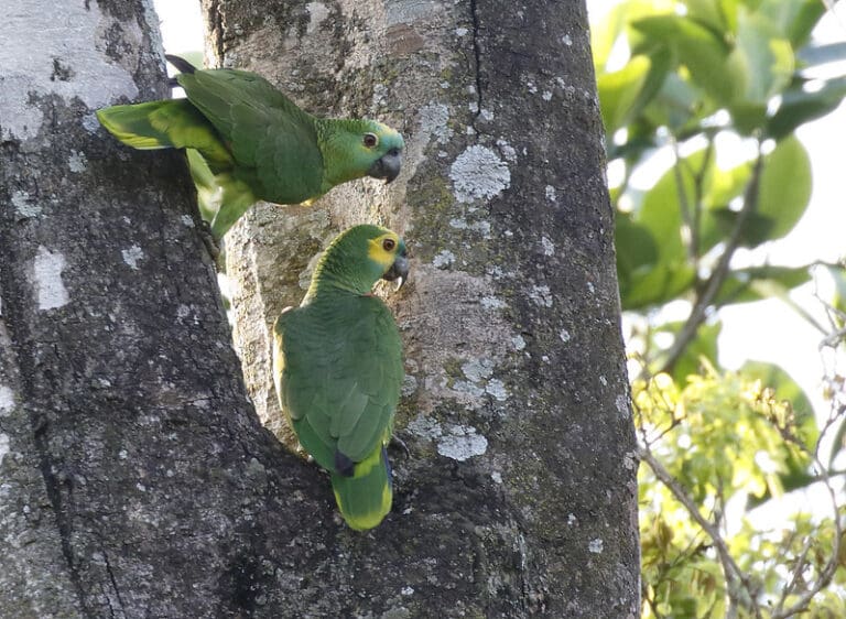 Blue-fronted Amazon | World Parrot Trust
