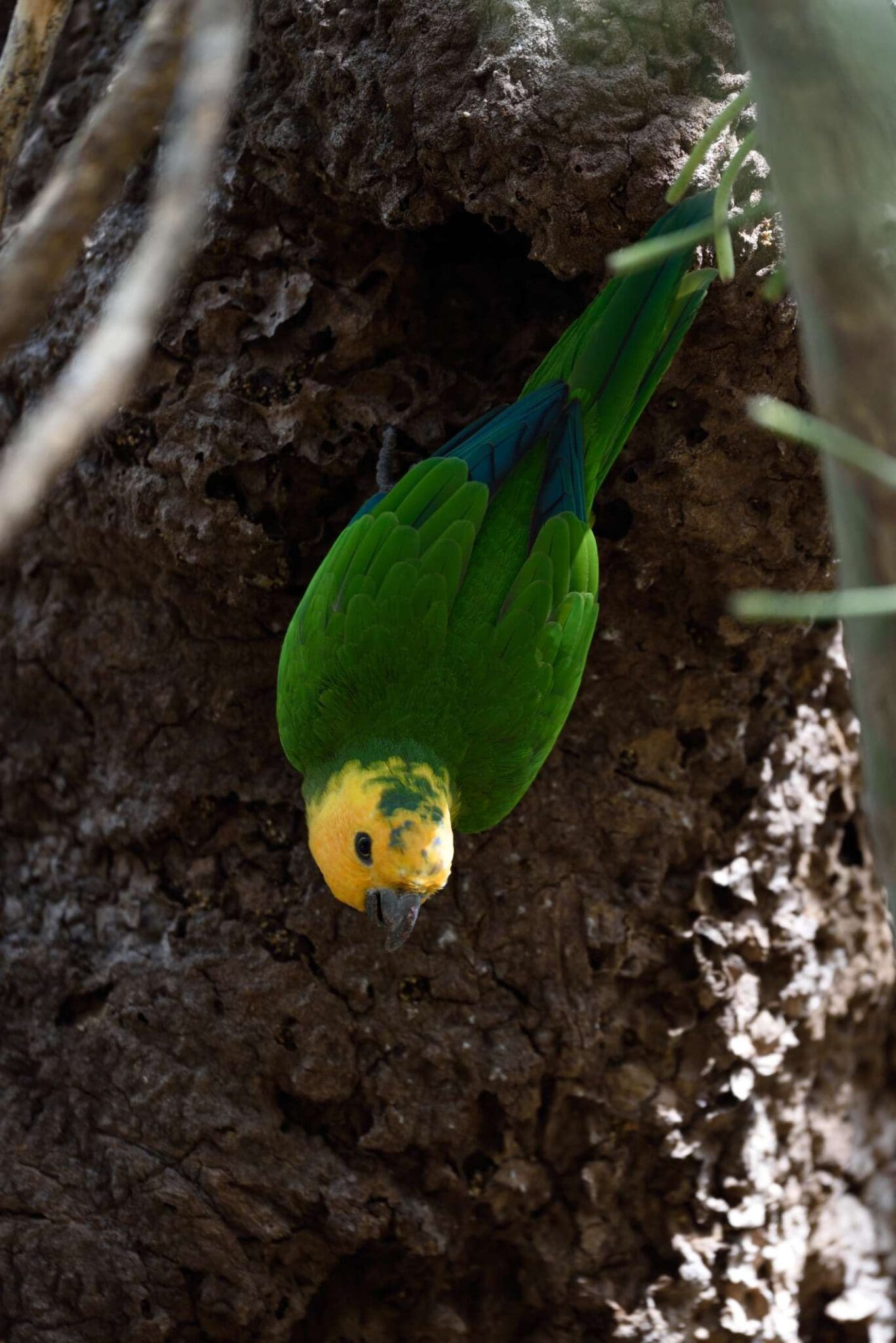 Brown-throated Conure | World Parrot Trust