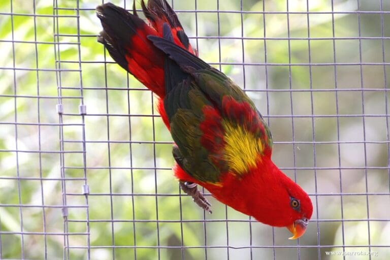 Chattering Lory | World Parrot Trust