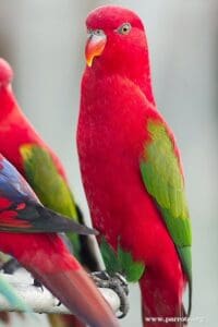 Chattering Lory | World Parrot Trust