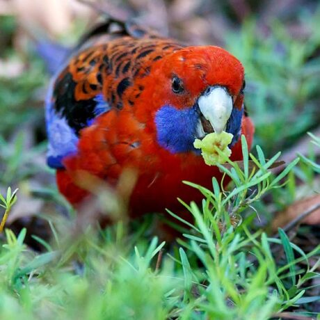 Australian Parakeets | World Parrot Trust