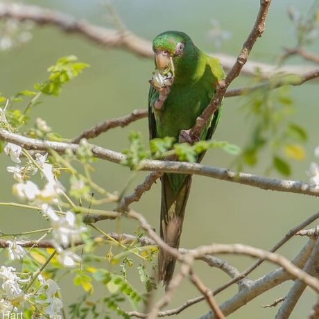 Conures | World Parrot Trust