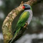 Derbyan Parakeet | World Parrot Trust
