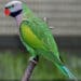 Derbyan Parakeet | World Parrot Trust