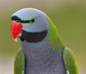 Derbyan Parakeet | World Parrot Trust