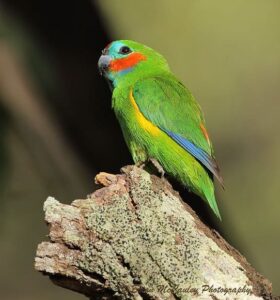 Double-eyed Fig Parrot | World Parrot Trust