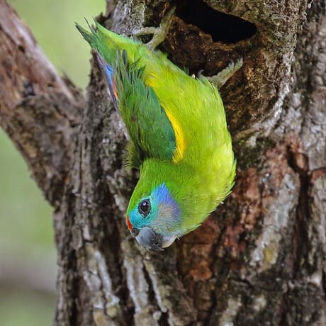 Double-eyed Fig Parrot | World Parrot Trust