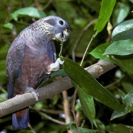 Dusky Parrot | World Parrot Trust