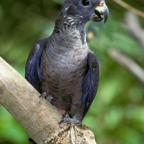 Dusky Parrot | World Parrot Trust