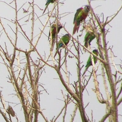 Emma's Conure | World Parrot Trust