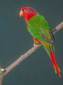 Fairy Lorikeet | World Parrot Trust