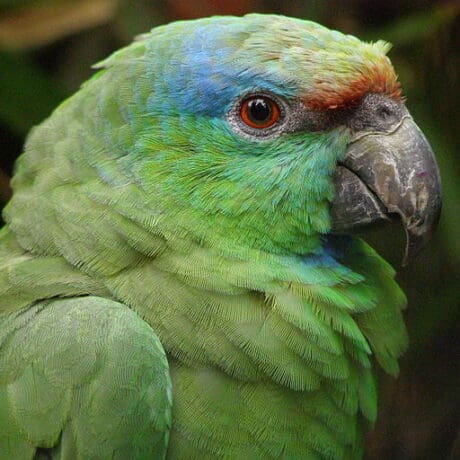 Amazon Parrots | World Parrot Trust
