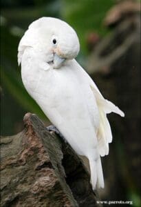 Tanimbar Corella | World Parrot Trust