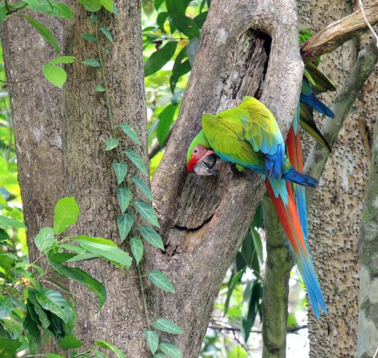 Great Green Macaw | World Parrot Trust