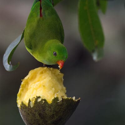 Green Hanging Parrot | World Parrot Trust