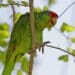 Green-cheeked Amazon | World Parrot Trust