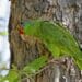Green-cheeked Amazon | World Parrot Trust