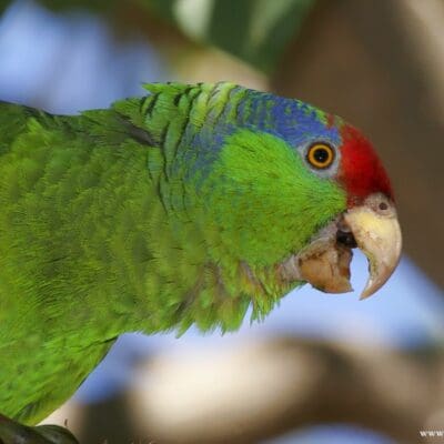Green-cheeked Amazon | World Parrot Trust
