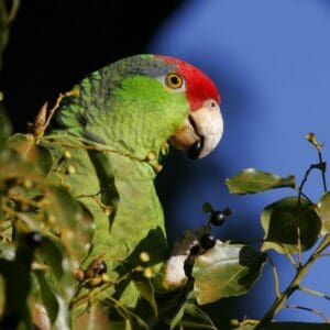Green-cheeked Amazon | World Parrot Trust