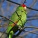 Green-cheeked Amazon | World Parrot Trust