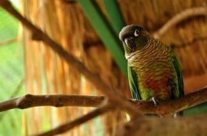 Green-cheeked Conure | World Parrot Trust