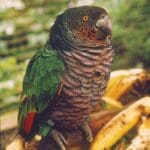 Imperial Amazon | World Parrot Trust