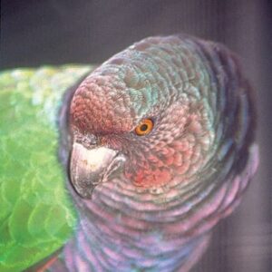 Imperial Amazon | World Parrot Trust