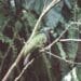 Imperial Amazon | World Parrot Trust