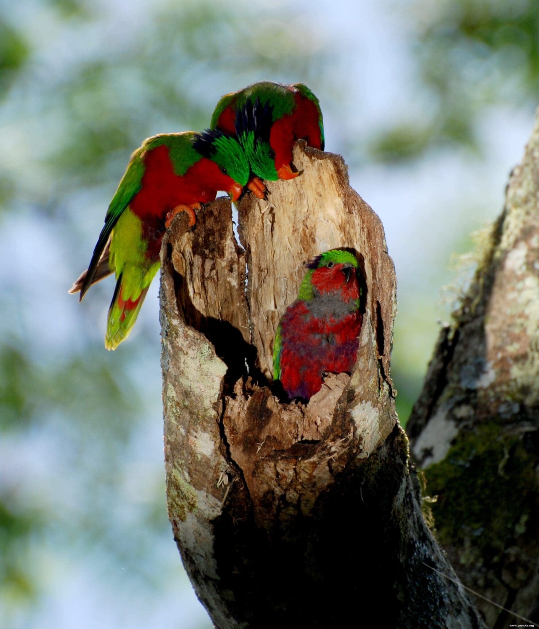 Kuhl's Lorikeet | World Parrot Trust
