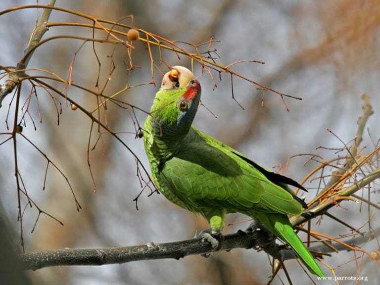 Lilac-crowned Amazon | World Parrot Trust