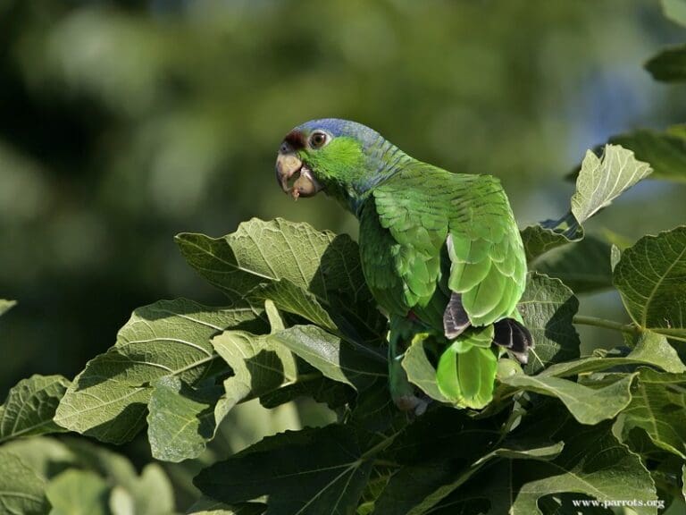 Lilac-crowned Amazon | World Parrot Trust