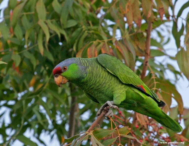 Lilac-crowned Amazon | World Parrot Trust
