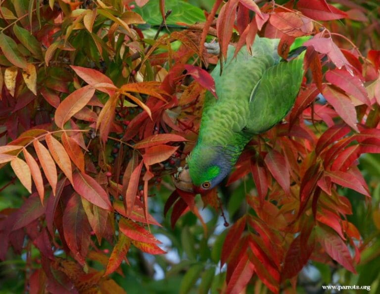 Lilac-crowned Amazon | World Parrot Trust