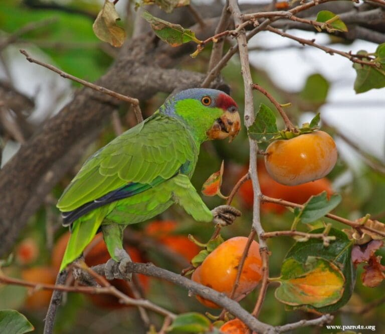 Lilac-crowned Amazon | World Parrot Trust