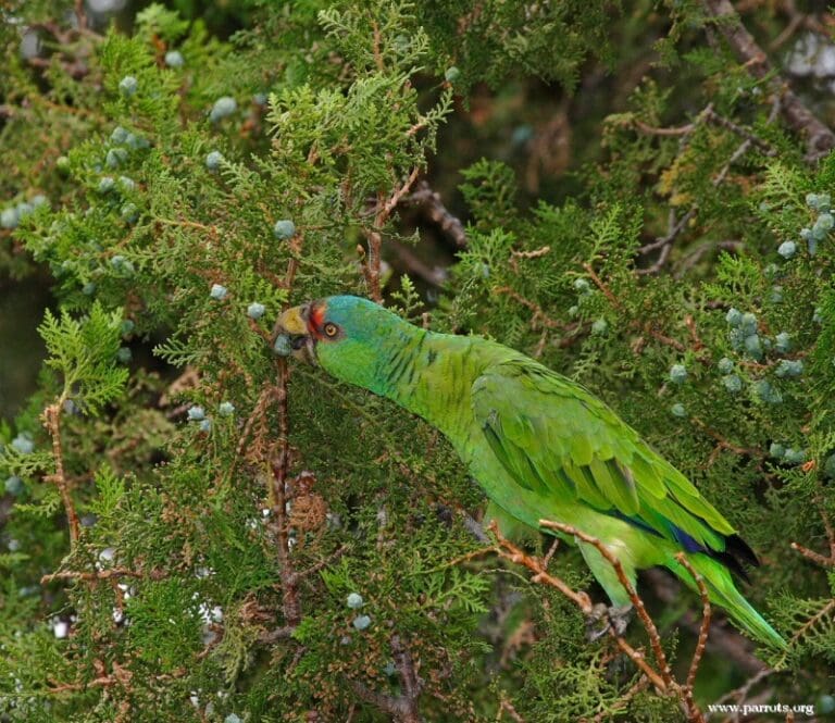Lilac-crowned Amazon | World Parrot Trust
