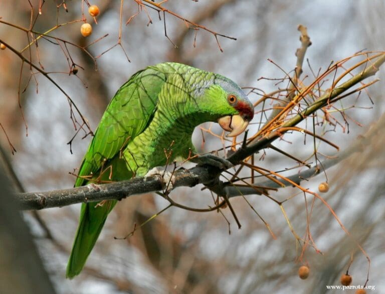 Lilac-crowned Amazon | World Parrot Trust