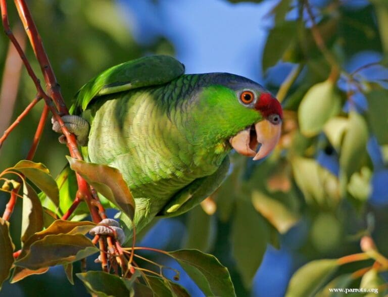 Lilac-crowned Amazon | World Parrot Trust