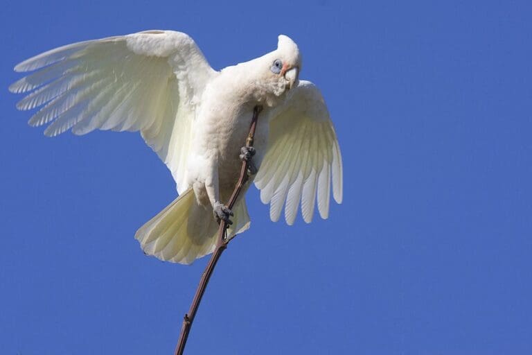 Little Corella | World Parrot Trust