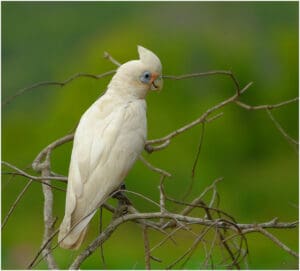Little Corella | World Parrot Trust