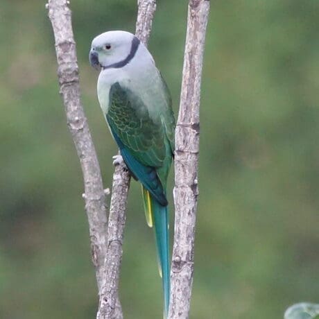 Malabar Parakeet | World Parrot Trust