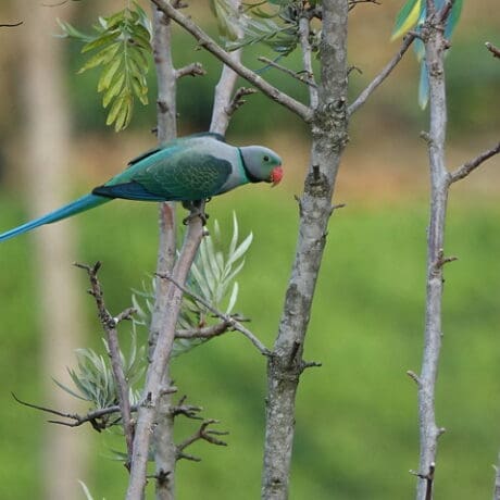 Malabar Parakeet | World Parrot Trust