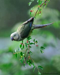 Malabar Parakeet | World Parrot Trust