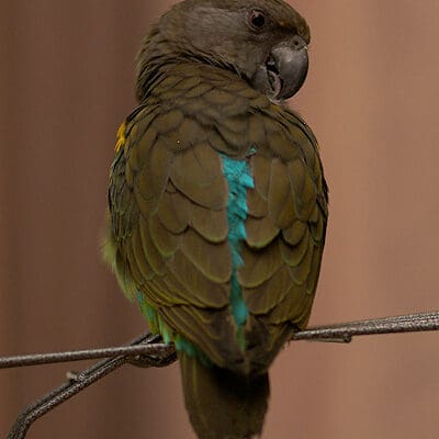 Meyer's Parrot | World Parrot Trust