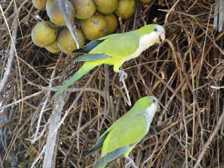 Monk Parakeet | World Parrot Trust