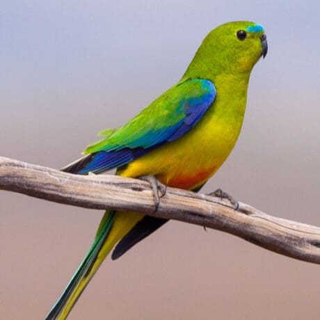 Australian Parakeets | World Parrot Trust