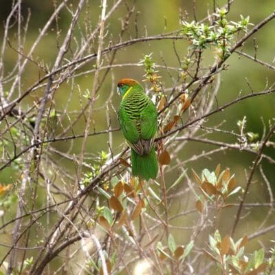 Painted Tiger Parrot | World Parrot Trust