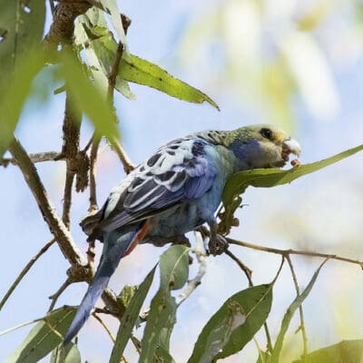 Pale-headed Rosella | World Parrot Trust