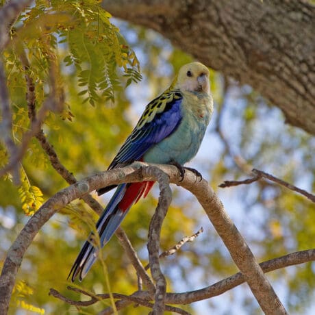 Pale-headed Rosella | World Parrot Trust